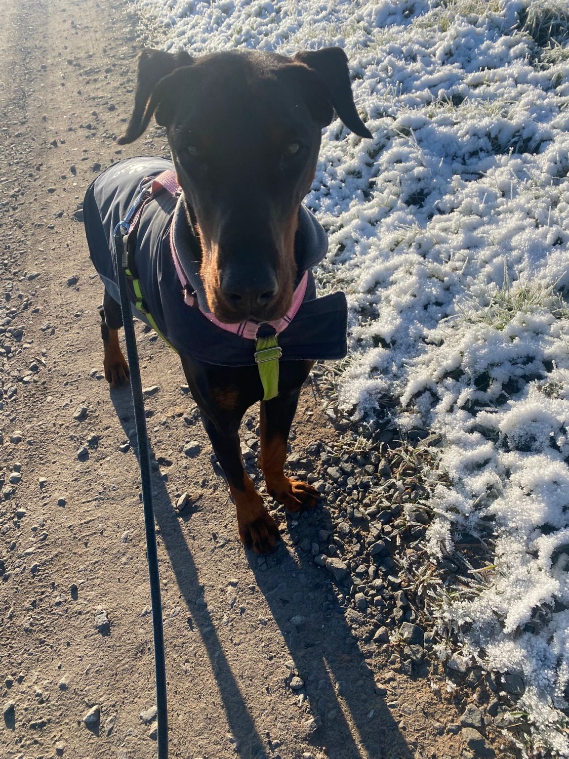Kalenderwoche 48 – 2025 – Dobermann Nothilfe