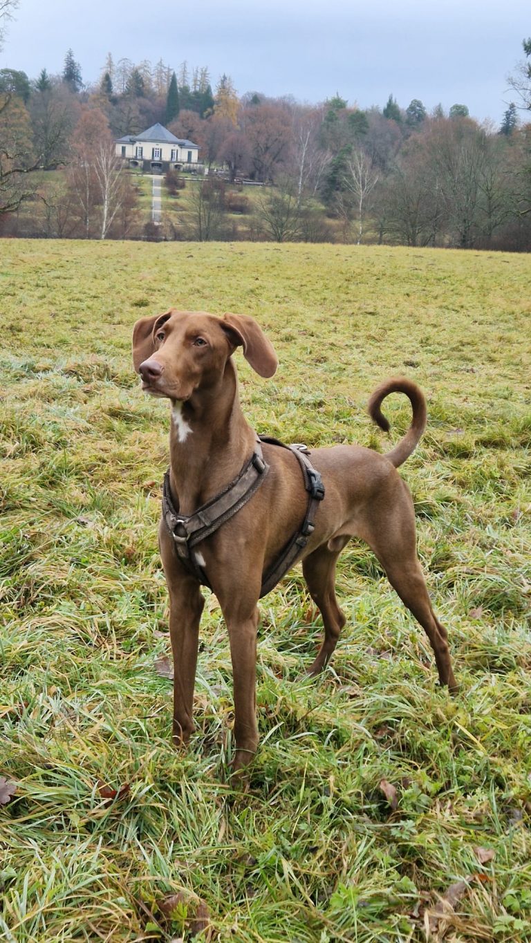 Kalenderwoche 49 – 2025 – Dobermann Nothilfe